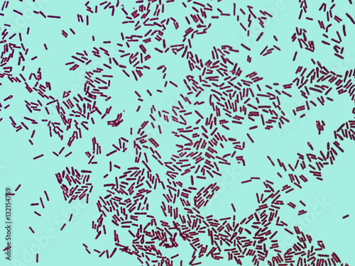 "Real microorganisms Bacillus under a microscope" Stock photo and royalty-free images on Fotolia ...