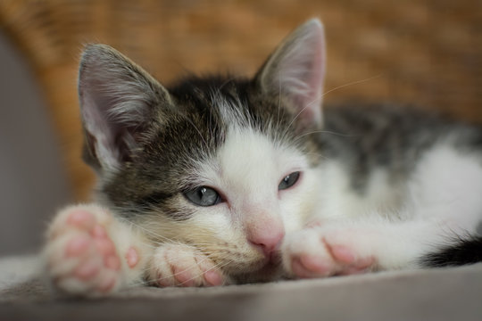 Half-Asleep Bilder – Durchsuchen 272 Archivfotos, Vektorgrafiken und ...