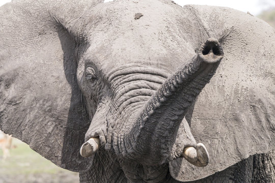 Indian Elephant Head Trunk Up