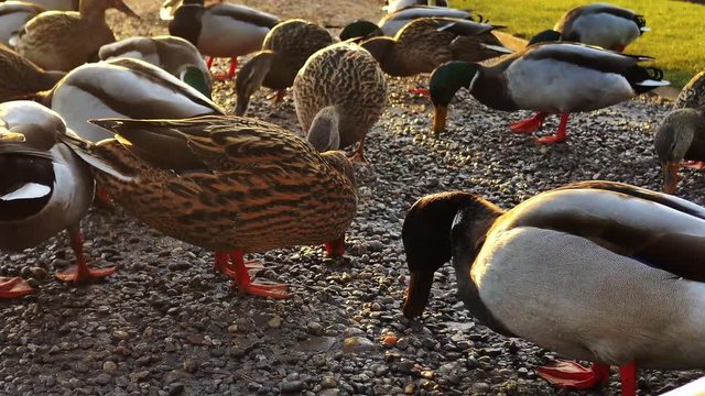 Imagens de Quack – Explore Fotografias do Stock, Vetores e Vídeos de ...