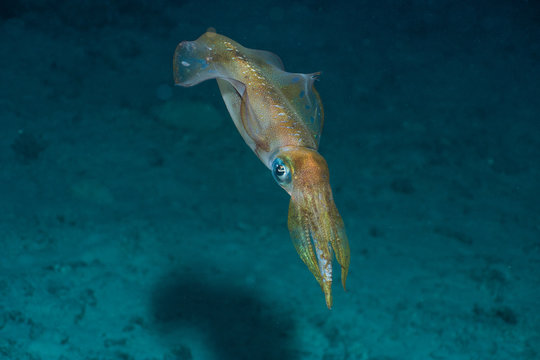 Kalmar Bilder – Durchsuchen 4,043 Archivfotos, Vektorgrafiken und ...