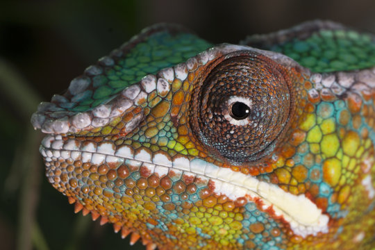 รูปภาพChameleons – เลือกดูภาพถ่ายสต็อก เวกเตอร์ และวิดีโอ82,573 | Adobe ...