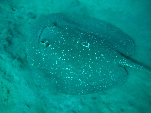 Rochen bilder – Bläddra bland 2,289 stockfoton, vektorer och videor ...