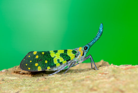 "Beautiful Cicada" Images – Browse 19 Stock Photos, Vectors, and Video ...