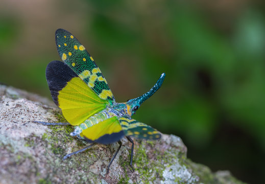 "Beautiful Cicada" Images – Browse 19 Stock Photos, Vectors, and Video ...
