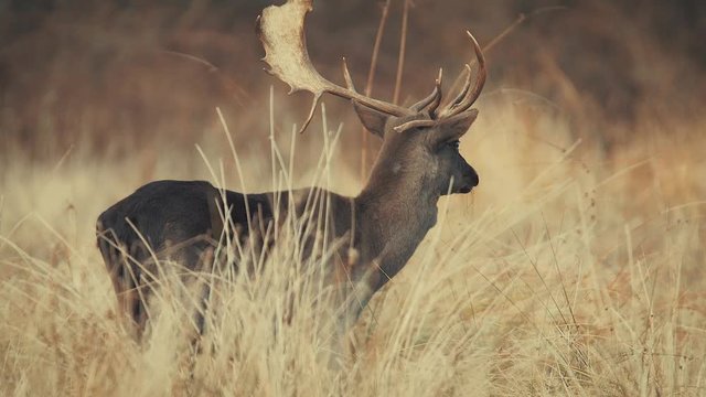 Cervo Video Footage – Browse 340 HD Stock Video and Footage | Adobe Stock