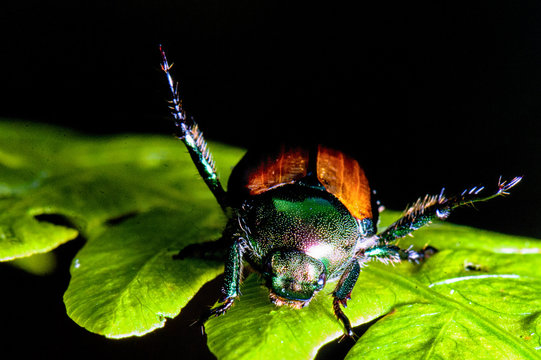 Scarap Images – Browse 26 Stock Photos, Vectors, and Video | Adobe Stock