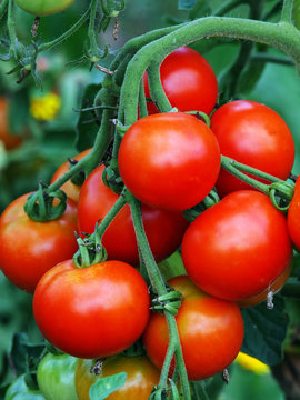 รูปภาพTomatenstaude – เลือกดูภาพถ่ายสต็อก เวกเตอร์ และวิดีโอ131 | Adobe ...