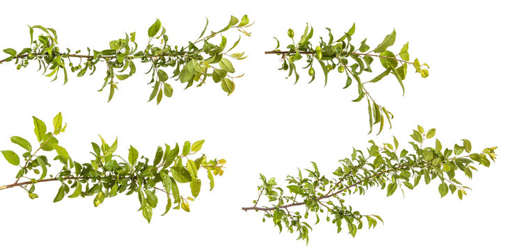 รูปภาพPlum-Tree – เลือกดูภาพถ่ายสต็อก เวกเตอร์ และวิดีโอ1,469 | Adobe Stock