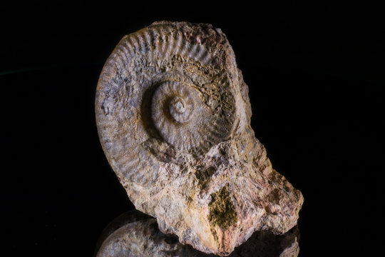 รูปภาพGastropode – เลือกดูภาพถ่ายสต็อก เวกเตอร์ และวิดีโอ339 | Adobe Stock