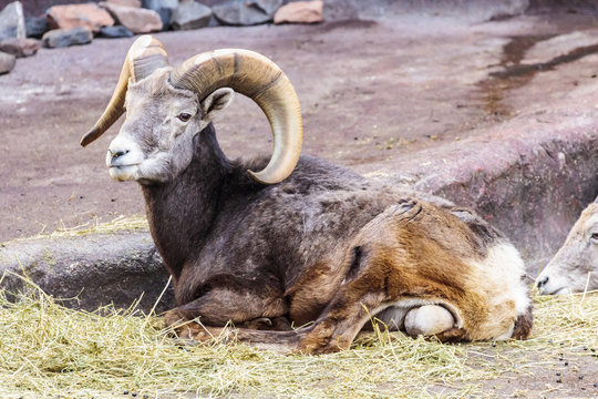 Hoefdieren bilder – Bläddra bland 16 stockfoton, vektorer och videor ...