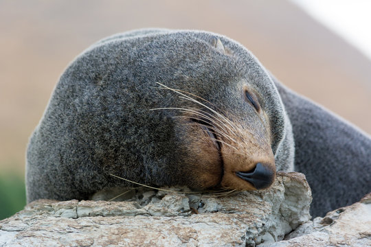 "Animal Nose" bilder – Bläddra bland 6,103 stockfoton, vektorer och ...