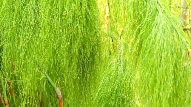 Restios bilder – Bläddra bland 33 stockfoton, vektorer och videor ...