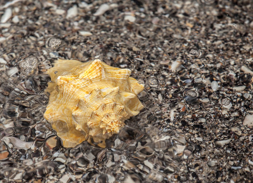 "Fragile Shell" Images – Browse 56 Stock Photos, Vectors, and Video ...