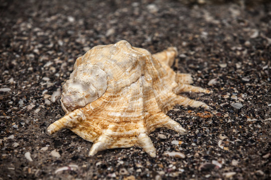 Fragile Shell"」の写真素材 | 63件の無料イラスト画像 | Adobe Stock