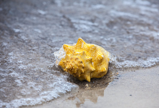 Fragile Shell"」の写真素材 | 63件の無料イラスト画像 | Adobe Stock