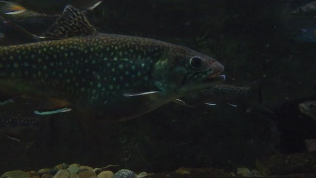 Omble Images – Browse 74 Stock Photos, Vectors, and Video | Adobe Stock