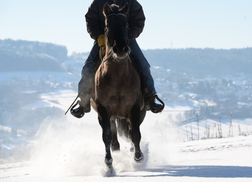 Westernpferd bilder – Bläddra bland 1,382 stockfoton, vektorer och ...