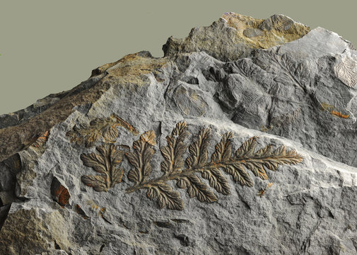 Pteridospermatophyta Bilder – Durchsuchen 49 Archivfotos ...