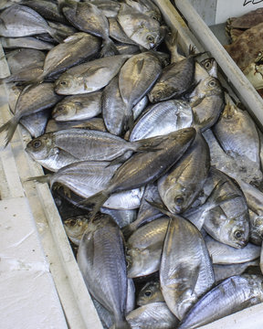 Imágenes de "Fish Sale": descubre bancos de fotos, ilustraciones ...