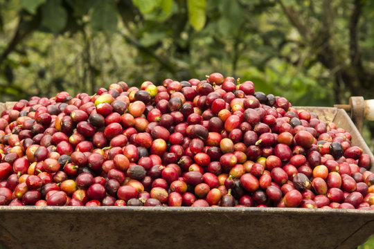 Cafetales Images – Browse 6 Stock Photos, Vectors, and Video | Adobe Stock