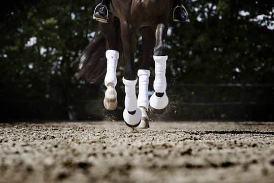 "Horse Galloping" Images – Browse 2,566 Stock Photos, Vectors, and ...