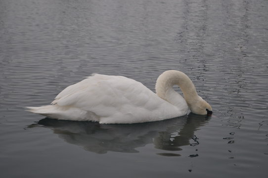 Snaw Images – Browse 72 Stock Photos, Vectors, and Video | Adobe Stock