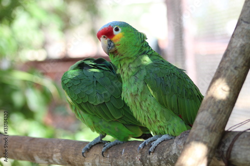 "Cotorritos" Stock photo and royalty-free images on Fotolia.com - Pic ...