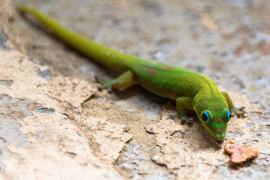 Geco photos, royalty-free images, graphics, vectors & videos | Adobe Stock