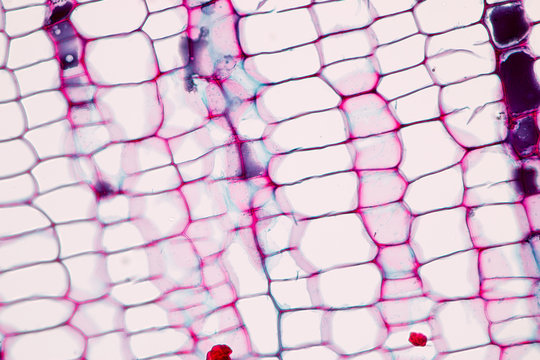 รูปภาพEpidermis – เลือกดูภาพถ่ายสต็อก เวกเตอร์ และวิดีโอ95,114 | Adobe ...