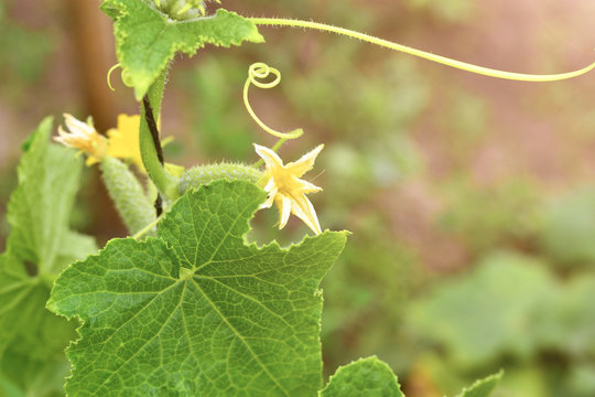 Cucu bilder – Bläddra bland 135 stockfoton, vektorer och videor | Adobe ...