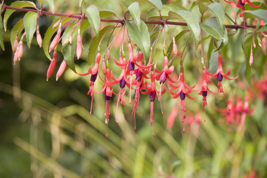 Aljaba bilder – Bläddra bland 17 stockfoton, vektorer och videor ...