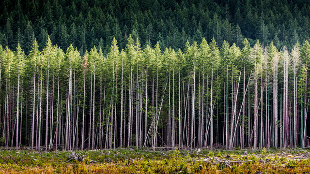 Trees bilder – Bläddra bland 34,526,524 stockfoton, vektorer och videor ...