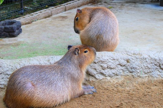カピバラ Images – Browse 2,327 Stock Photos, Vectors, and Video | Adobe Stock