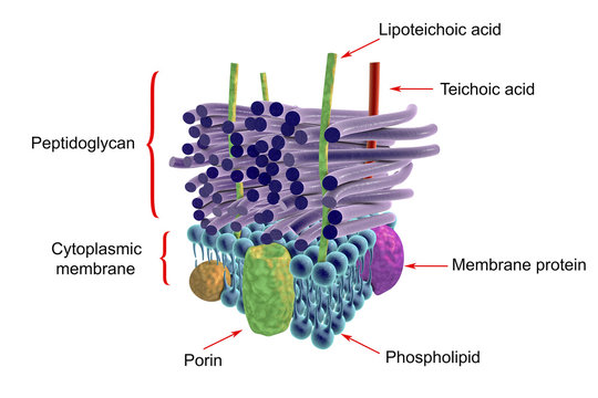 Peptidoglycan Structure Bacterial Cell Wall