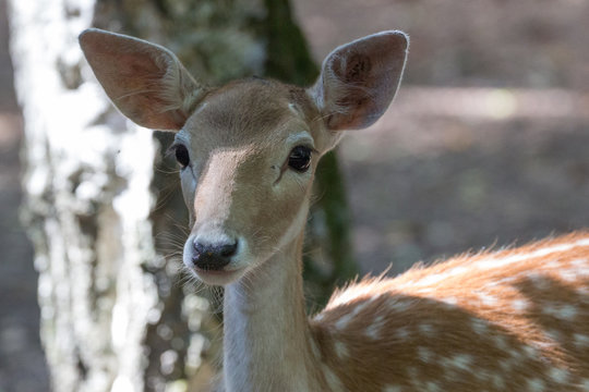 Cerbiatto 이미지 – 찾아보기 1,001 스톡 사진, 벡터 및 비디오 | Adobe Stock