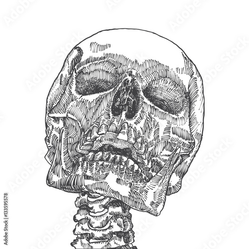 "Anatomic skull with open mouth or jaw, weathered and museum quality ...