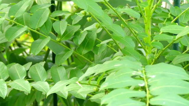 Bangkiling bilder – Bläddra bland 10 stockfoton, vektorer och videor ...