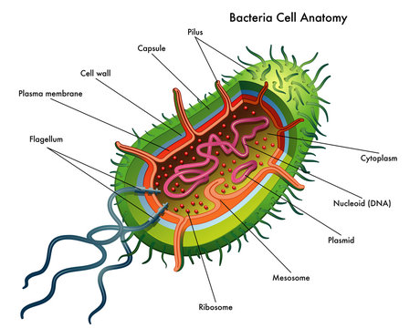 Unicellular Bacteria