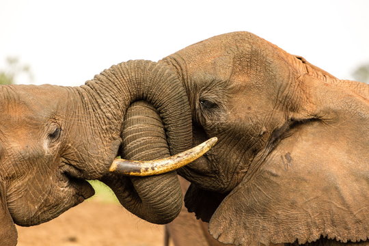 「Pachiderma」の写真素材 | 1,166件の無料イラスト画像 | Adobe Stock