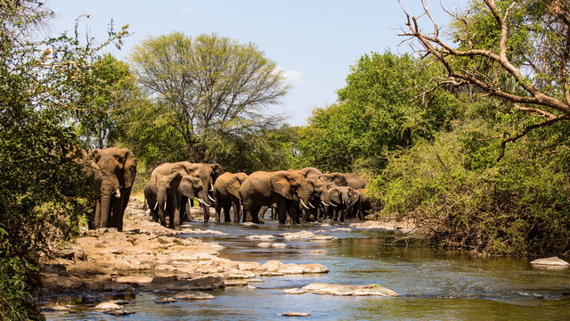 Pachiderma Bilder – Durchsuchen 777 Archivfotos, Vektorgrafiken und ...