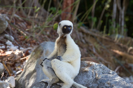 รูปภาพLemure – เลือกดูภาพถ่ายสต็อก เวกเตอร์ และวิดีโอ1,036 | Adobe Stock