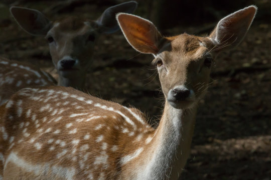 Cerbiatto Images – Browse 893 Stock Photos, Vectors, and Video | Adobe ...