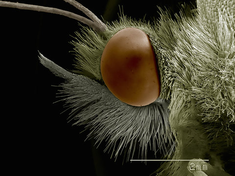 Butterfly Under Electron Microscope