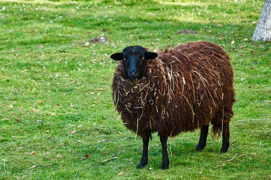 「Owca」の画像 - 2,447 件の Stock 写真、ベクターおよびビデオ | Adobe Stock