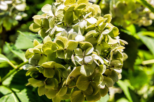 Gortenzia Images – Browse 29 Stock Photos, Vectors, and Video | Adobe Stock