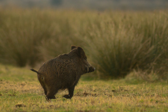 Cinghiale 이미지 – 찾아보기 875 스톡 사진, 벡터 및 비디오 | Adobe Stock