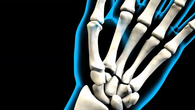 รูปภาพScaphoid – เลือกดูภาพถ่ายสต็อก เวกเตอร์ และวิดีโอ447 | Adobe Stock