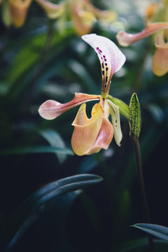 「Paph」の画像 - 407 件の Stock 写真、ベクターおよびビデオ | Adobe Stock
