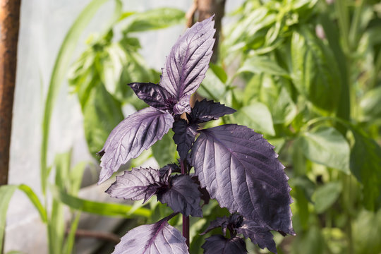 Basilicus Bilder – Durchsuchen 27 Archivfotos, Vektorgrafiken und ...